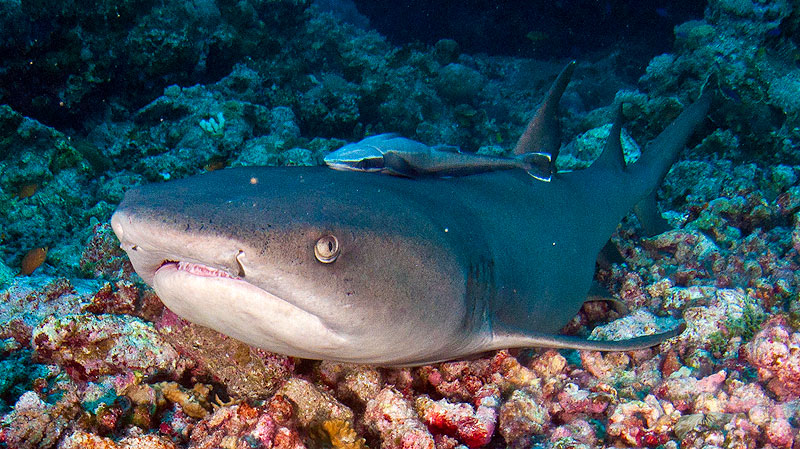 Tim Rock - 12 July - 19 July 2012 - Mike Ball Dive Expeditions