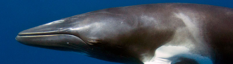 Tim Rock - 12 July - 19 July 2012 - Mike Ball Dive Expeditions