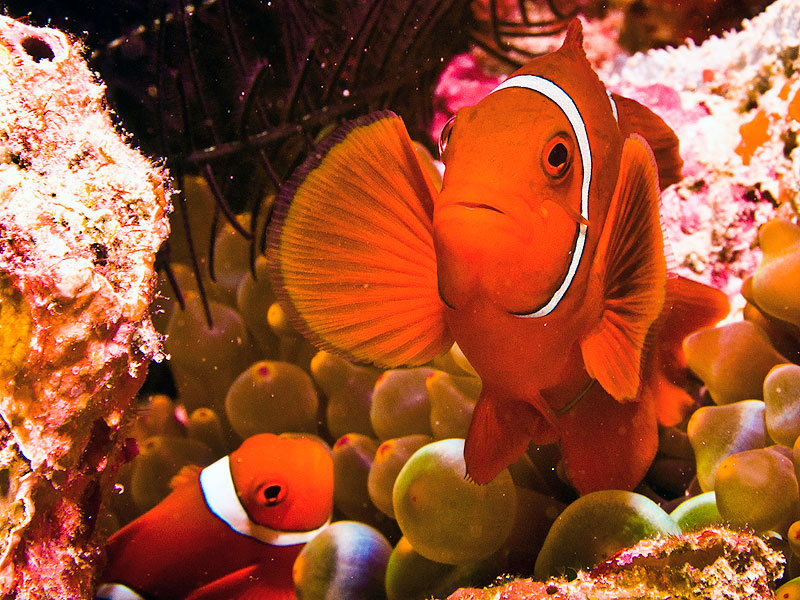 Tim Rock - 12 July - 19 July 2012 - Mike Ball Dive Expeditions