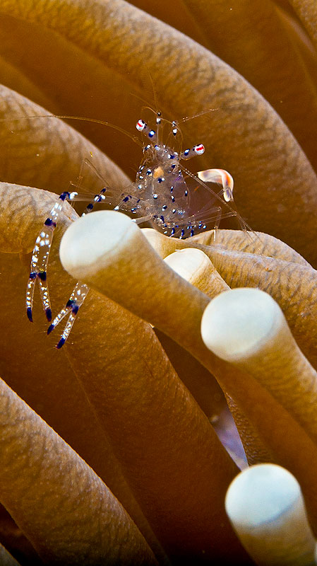 Tim Rock - 12 July - 19 July 2012 - Mike Ball Dive Expeditions