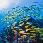 Tim Rock - 12 July - 19 July 2012 - Mike Ball Dive Expeditions