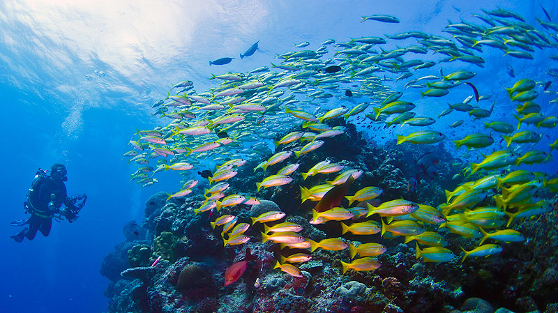 Tim Rock - 12 July - 19 July 2012 - Mike Ball Dive Expeditions