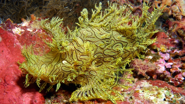 Great Barrier Reef and Osprey Reef Fish and Creatures