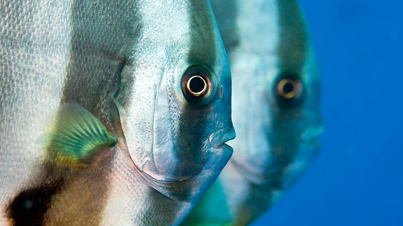 Photo of the Year Competition 2012 - 2013 Mike Ball Dive Expeditions