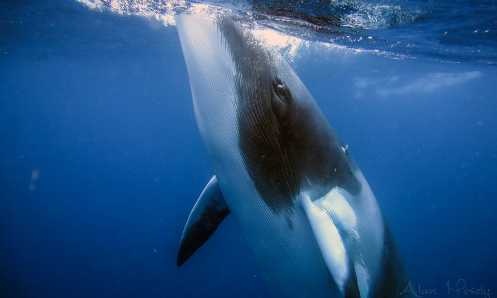 Photo of the Year Competition 2013 -2014 - Mike Ball Dive Expeditions