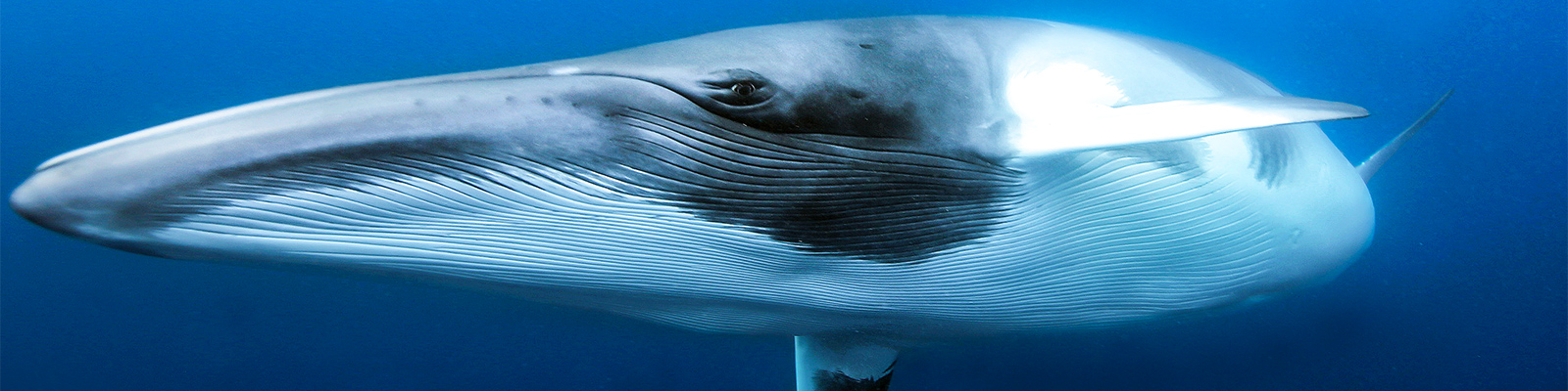 May 2015 on the Great Barrier Reef - Mike Ball Dive Expeditions