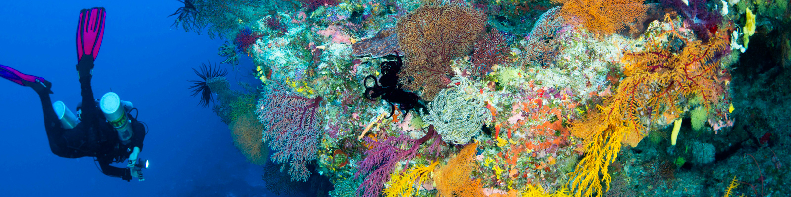 Deep Reef Exploratory 2016 - Mike Ball Dive Expeditions