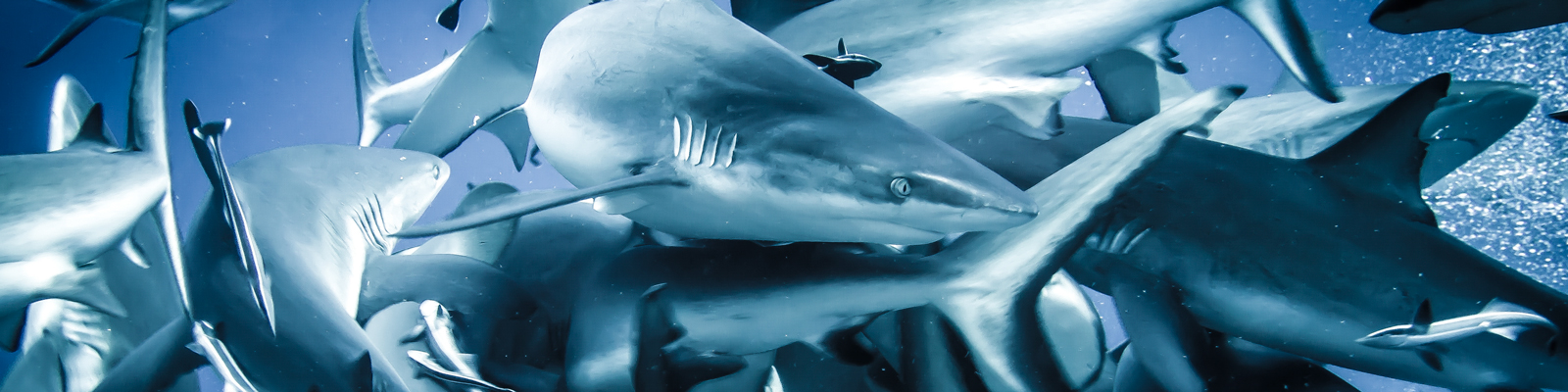 Shark Diving Australia Liveaboard - Mike Ball Dive Expeditions