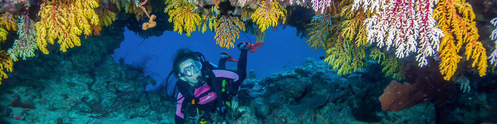 Far Northern Reefs Gallery #1 - November 2016 - Mike Ball Dive Expeditions