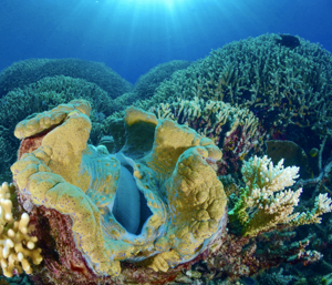 Photo of the Year Competition 2016 -2017 - Mike Ball Dive Expeditions