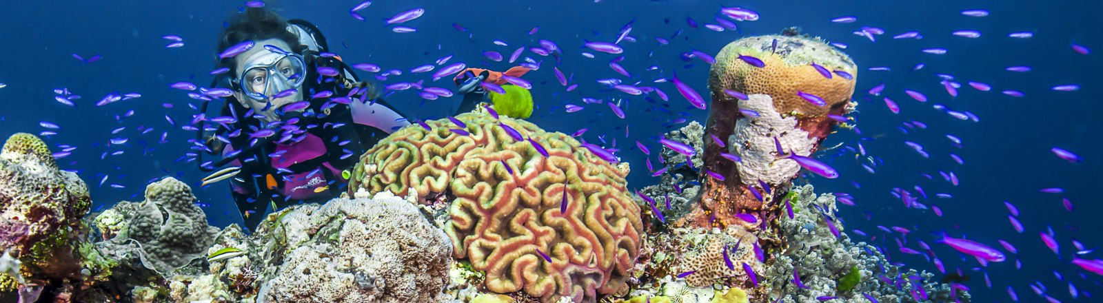 Turtle Spectacular Exploratory Expedition - Raine Island, Great Barrier ...