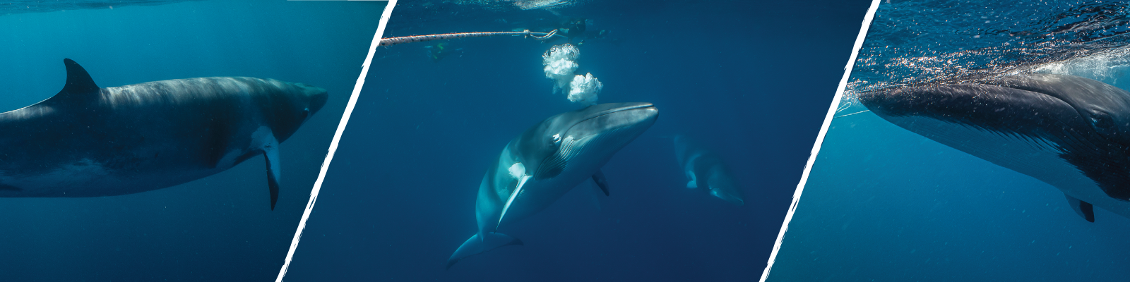 Minke Whale Great Barrier Reef Expeditions, Cairns. Mike Ball Dive