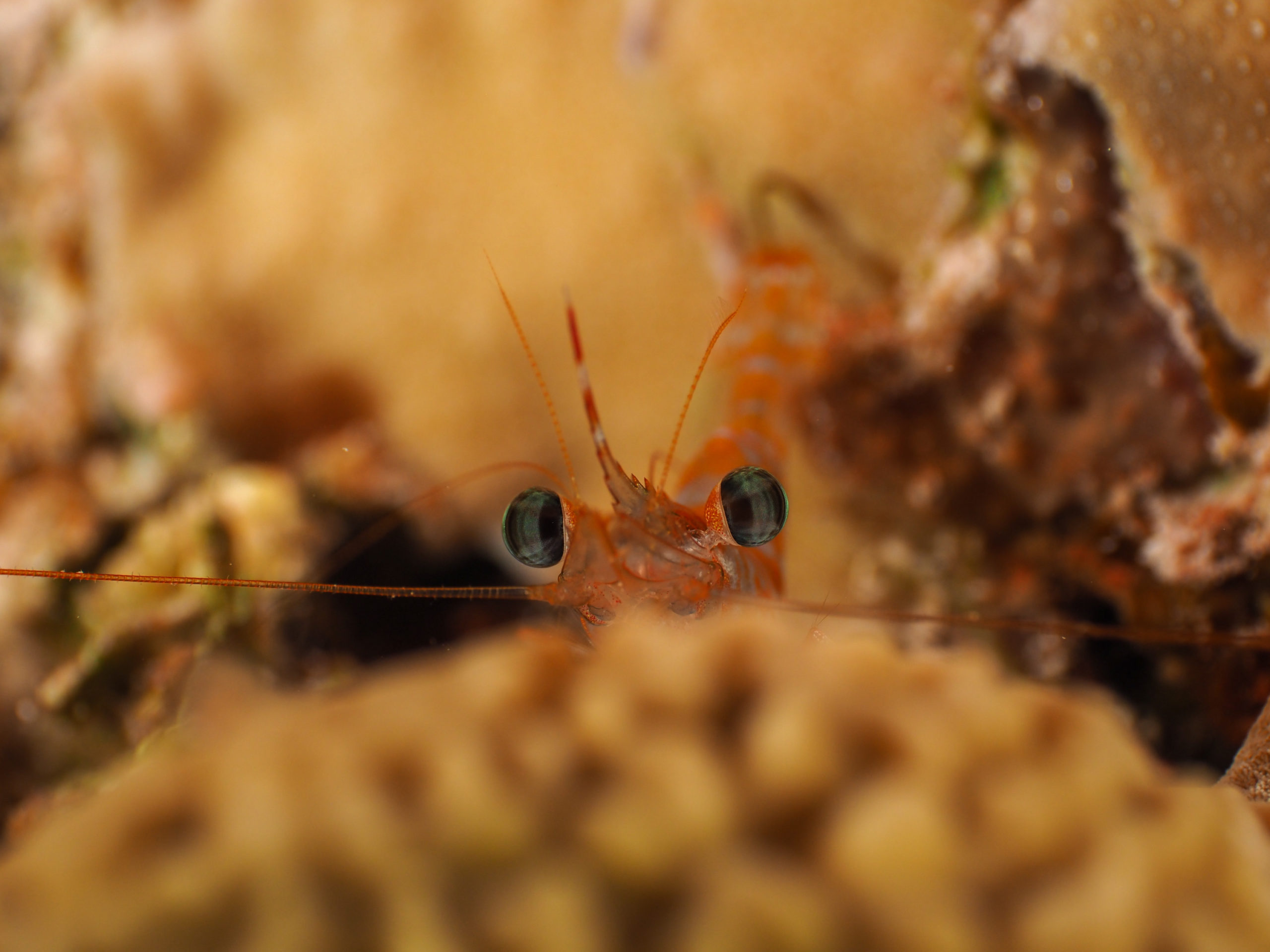 Photo of the Year Competition 2021/22 - Mike Ball Dive Expeditions